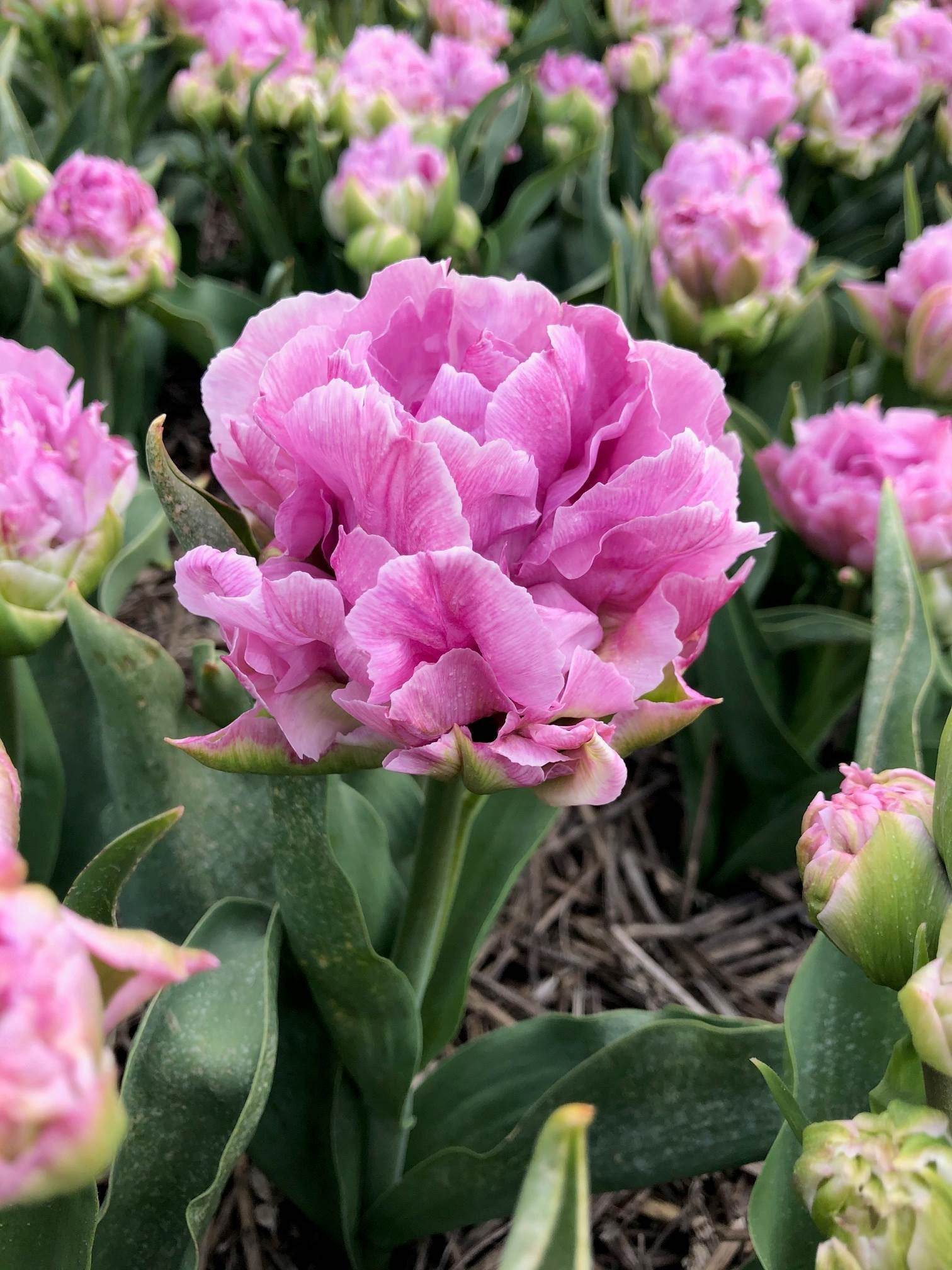 Tulips - Veco BV EN