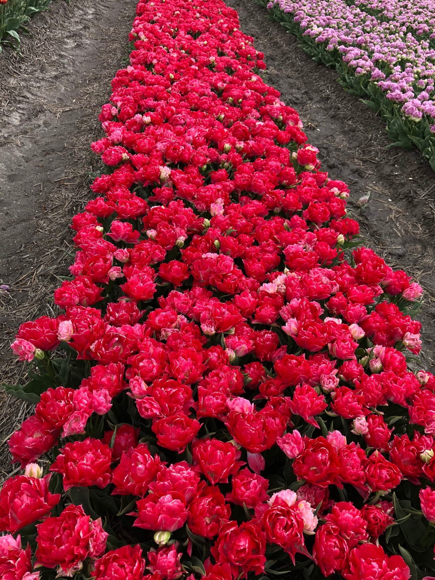 Tulips - Veco BV EN