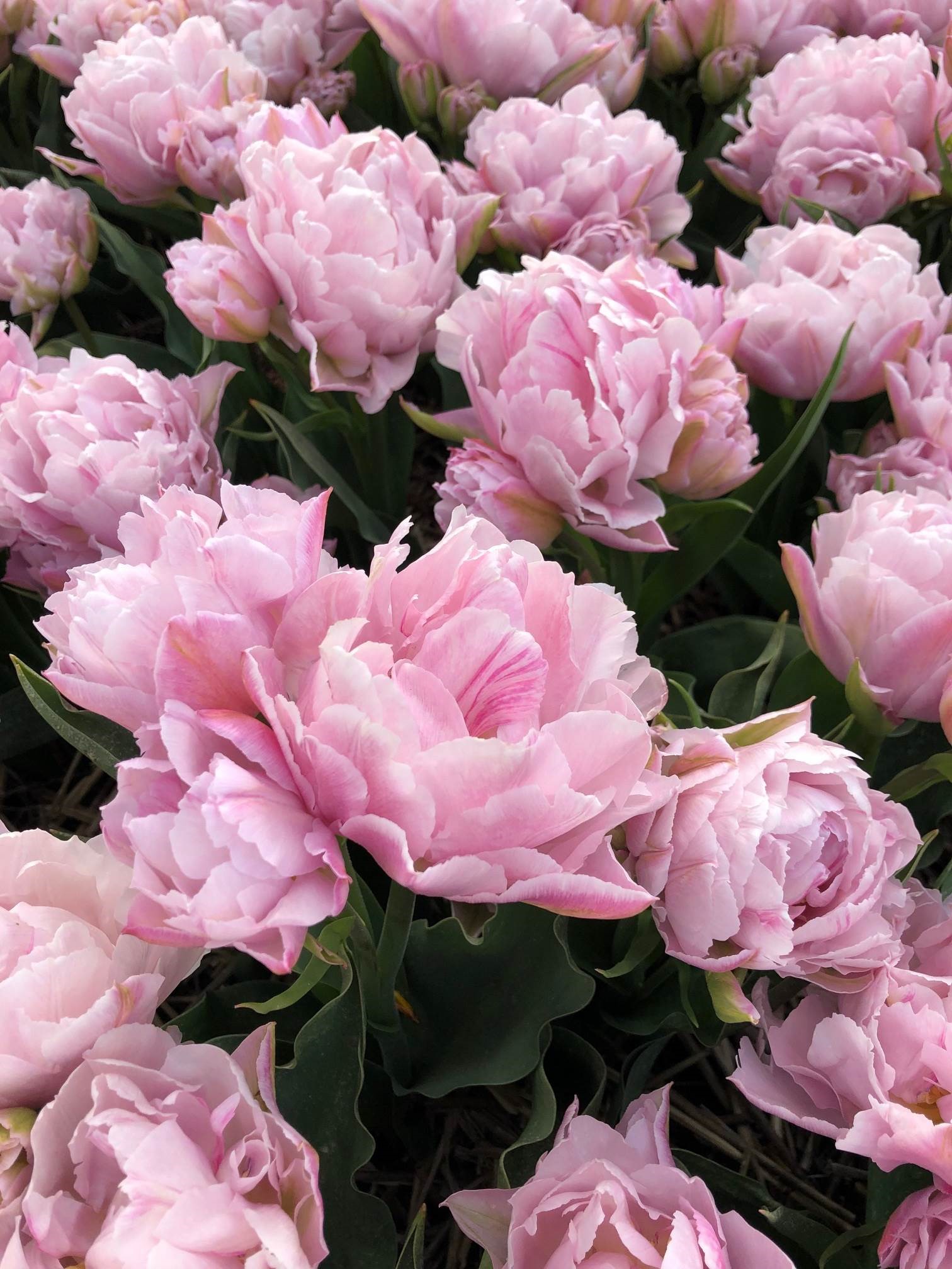 Tulips - Veco BV EN